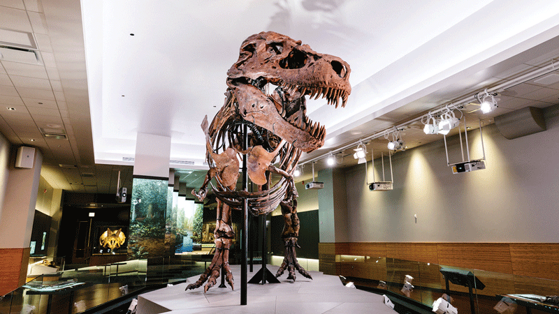 Meet SUE the T. rex at the Cranbrook Institute of Science