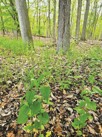 Pulling garlic mustard stops spread of invasive plant