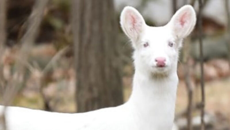 Troy resident snaps photos of rare albino deer