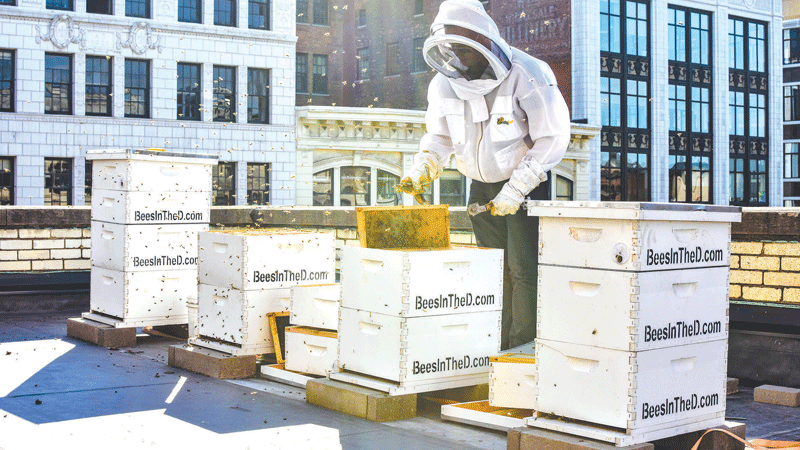 City explores beekeeping regulations