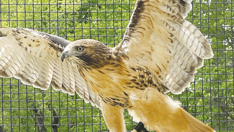 Red-tailed hawk becomes Burgess-Shadbush Nature Center ambassador