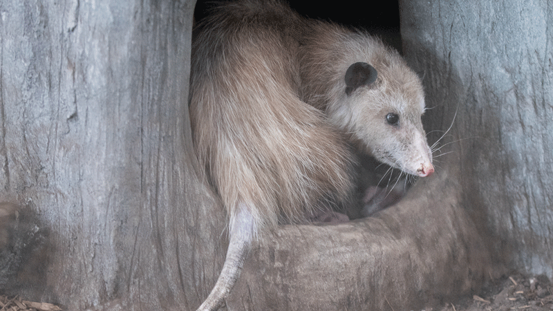 Nature center debuts new opossum habitat