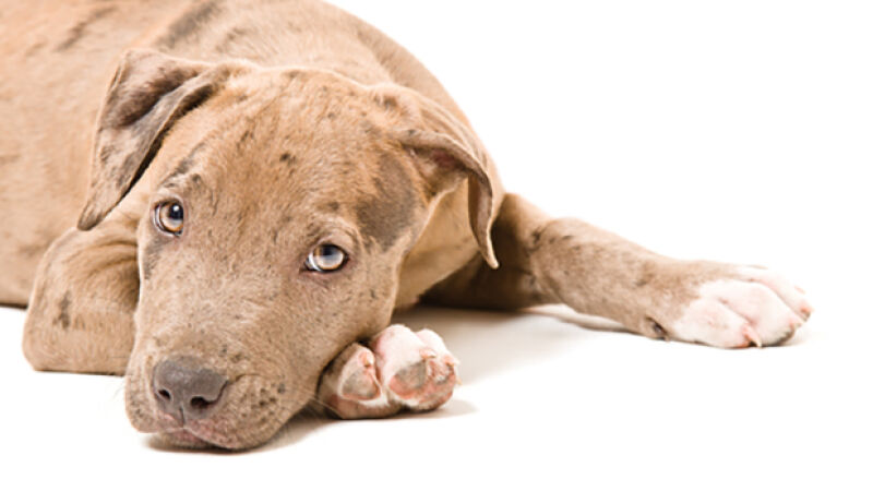 Grosse Pointe Shores City Council to vote on pit bull ban in September