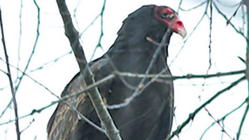 Turkey vultures return as janitors of the sky
