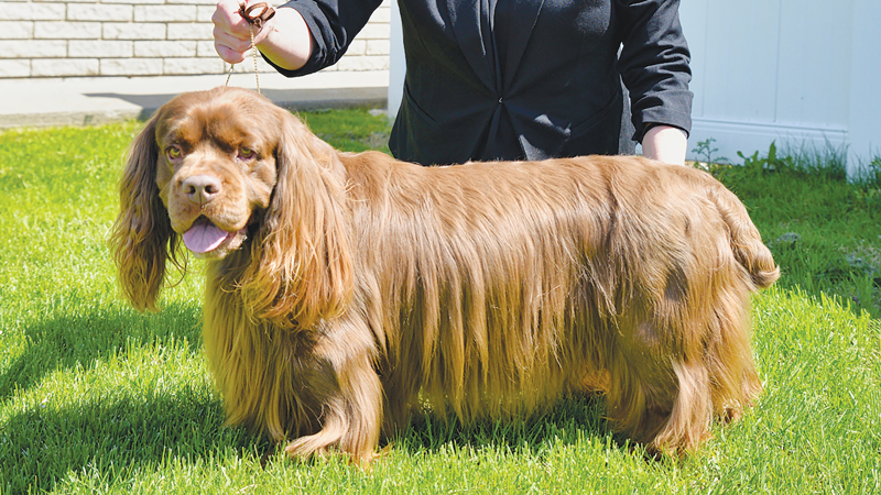 Ferndale resident leads champion dog into Westminster Dog Show