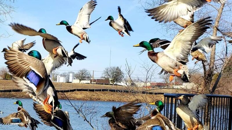 Bird-watching teaches patience, offers relaxation
