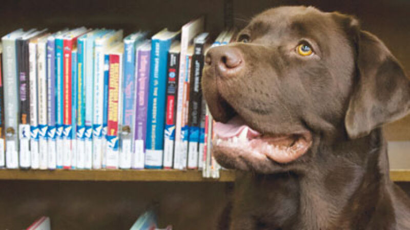 Fraser Library celebrates 60 years, looks to future