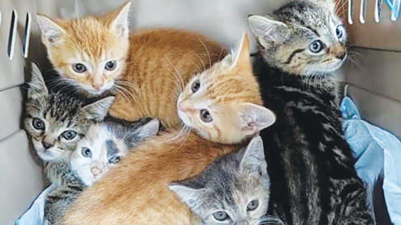 Rochester partners with rescues to tackle ‘cat problem’