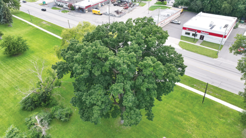 Residents protest plan to destroy tree older than United States
