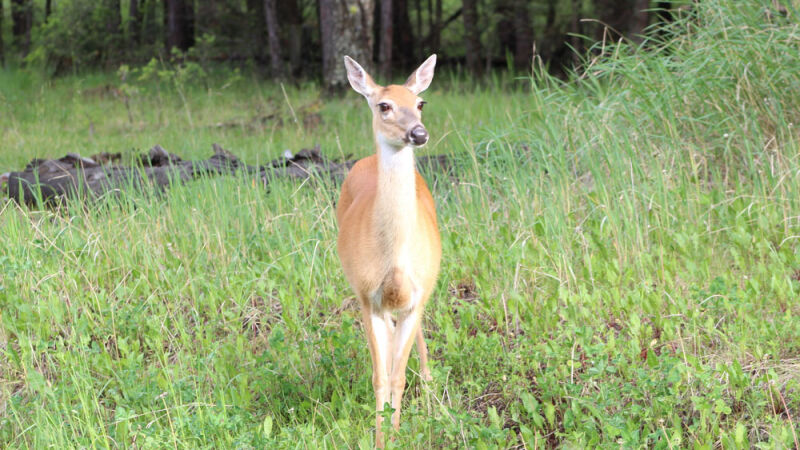 Farmington Hills city officials meet to find solutions for deer ...