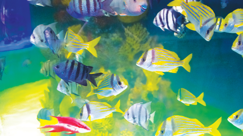 Utica’s new LegaSea Aquarium projected to open by end of April
