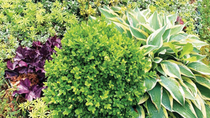 Beautiful gardens of Lathrup Village to be featured on tour