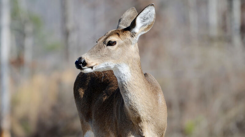 Coalition to address rising deer population in the region